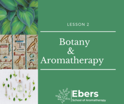 Module Two: Botany and Aromatherapy — Ebers School Of Aromatherapy